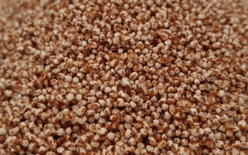 Quality Teff Wholesale